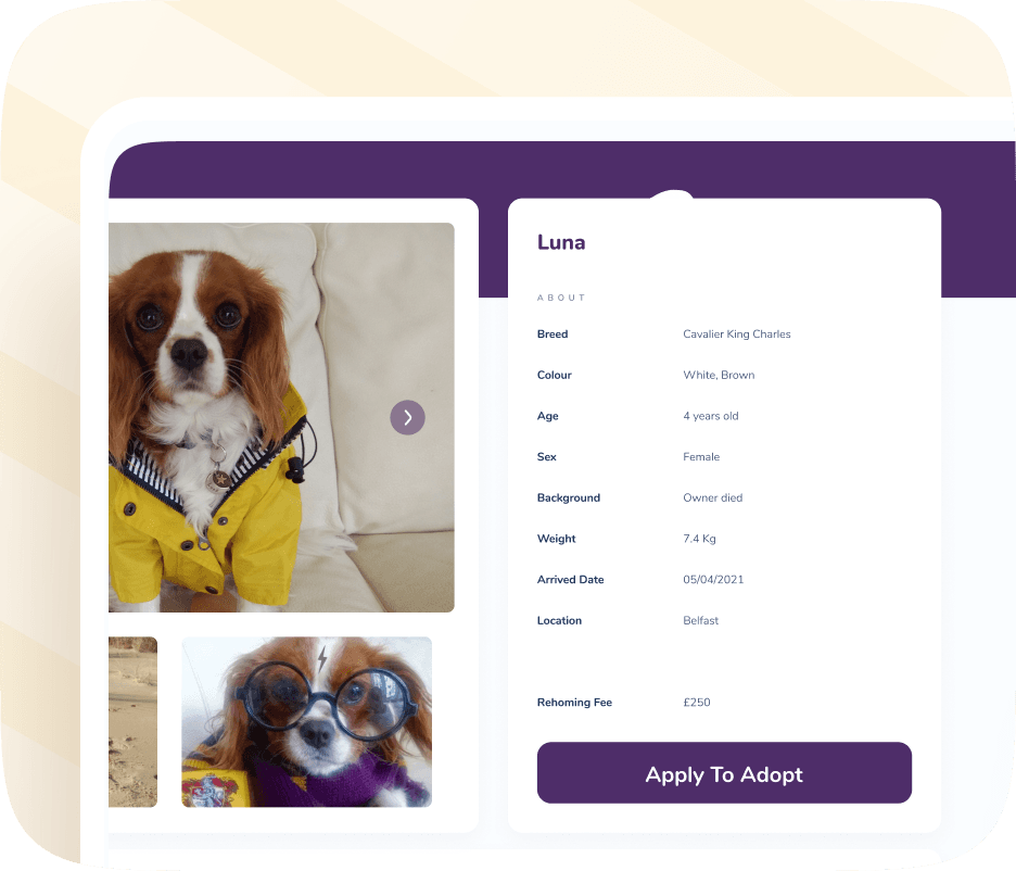 PAW - The Pet Adoption Website